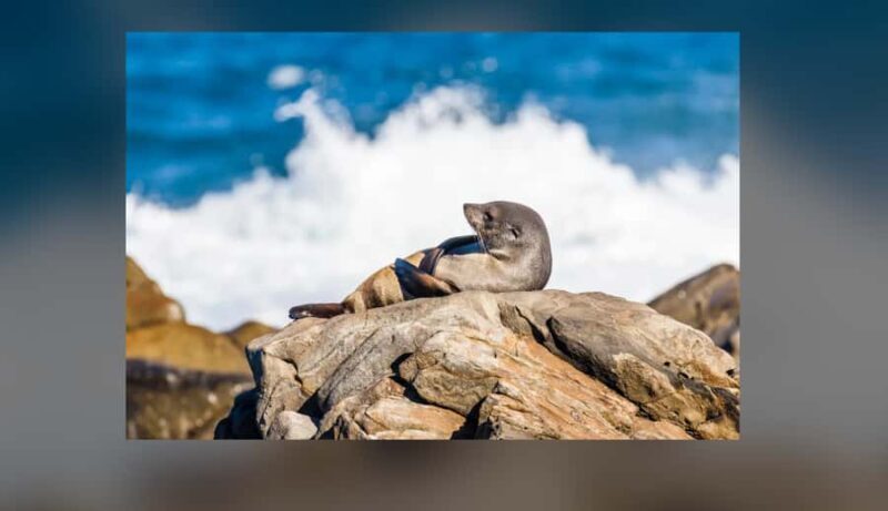 Kangaroo Island: Private 4WD Tour with Picnic Lunch - Discovering Kangaroo Island in Style and Substance