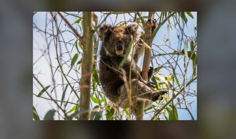 Kangaroo Island: Private 4WD Tour with Picnic Lunch - Who Will Love This Tour?