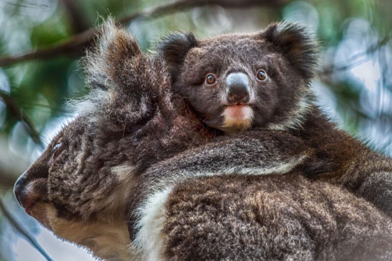 Kangaroo Island: Scenic, Nature & Wildlife Tour - Practical Details and Value