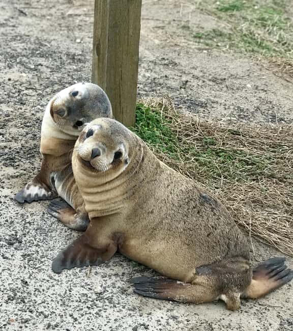 Kangaroo Island: Scenic, Nature & Wildlife Tour - Authentic Encounters & Reading the Reviews