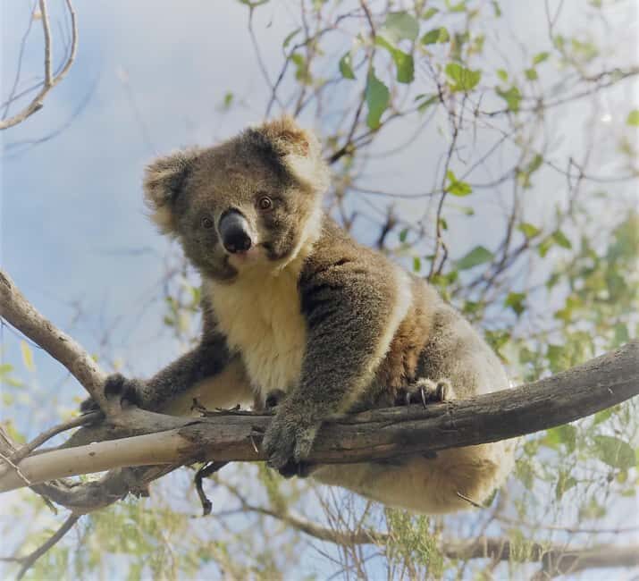 Kangaroo Island: Scenic, Nature & Wildlife Tour - FAQ