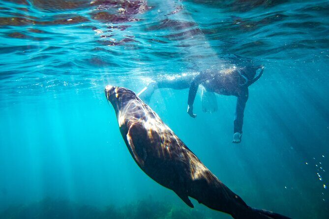 Kangaroo Island - Swim with Dolphins/Seals/Coastal Snorkel - Starting Point and Itinerary Details