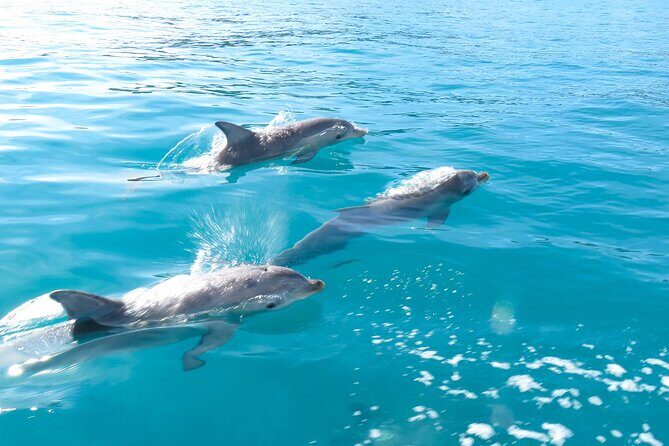 Kangaroo Island - Swim with Dolphins/Seals/Coastal Snorkel - The Experience: What Youll Really Get