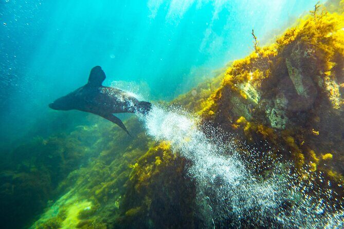 Kangaroo Island - Swim with Dolphins/Seals/Coastal Snorkel - Final Thoughts