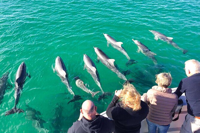 Kangaroo Island - Swim with Dolphins/Seals/Coastal Snorkel - FAQs