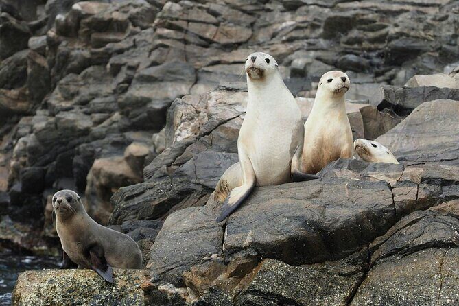 Kangaroo Island Ultimate Adventure Tour departing Kingscote - Afternoon: Marine Tour or Kayaking