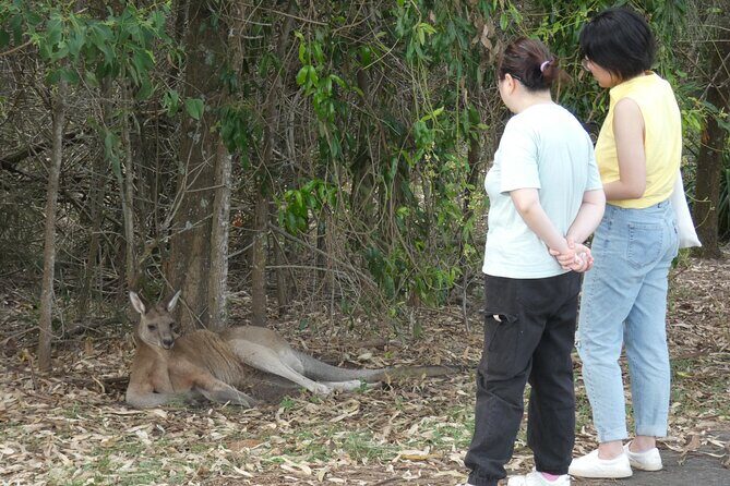 Kangaroo Wildlife Half Day Small Group Tour From Sydney - Considerations and Possible Drawbacks