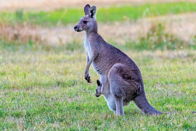 Kangaroos and Koala Experience Tour - Practical Tips for Your Visit