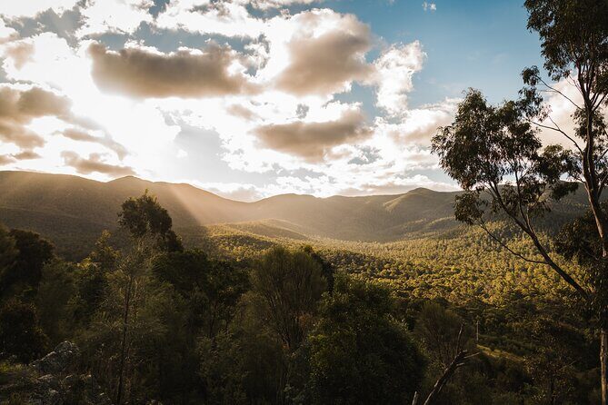 Kangaroos and Koala Experience Tour - The Sum Up