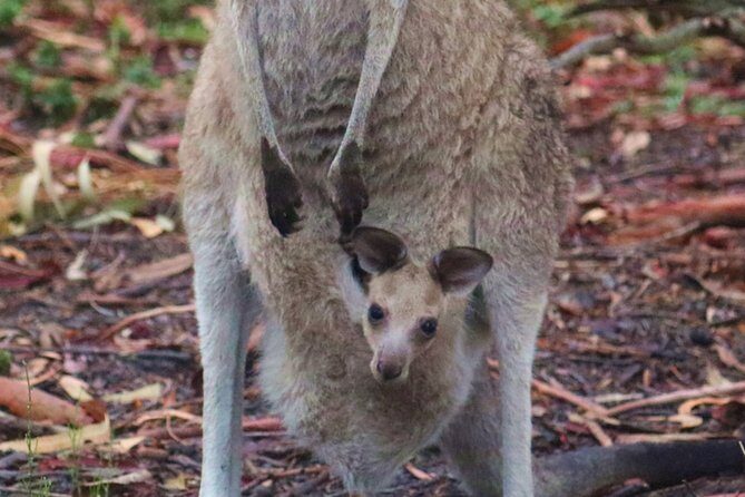 Kangaroos & Koalas in the Wild - Private Nature Experience - Why This Tour Is Worth It