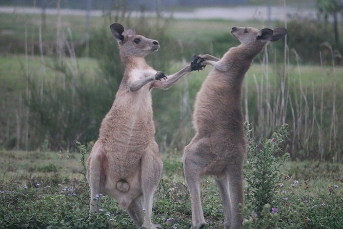 Kangaroos & Koalas in the Wild - Private Nature Experience - Who Should Consider This Tour?