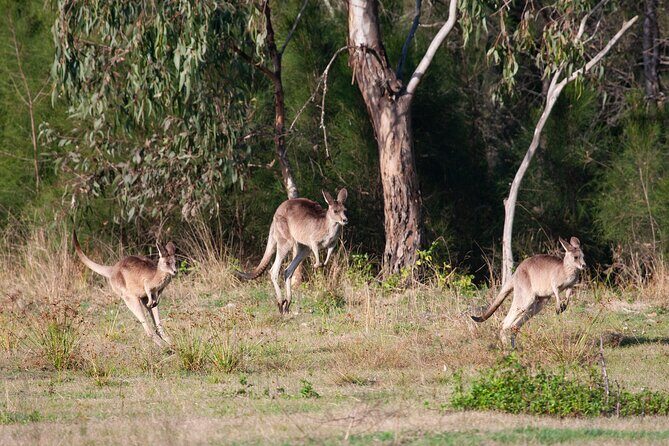 Kangaroos, mangroves and the ocean - Exploring Brisbane’s Northern Coastline: What to Expect