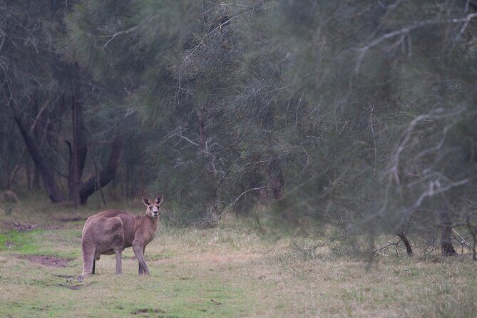 Kangaroos, mangroves and the ocean - How Does It Measure Up in Value?