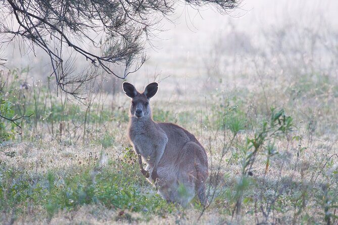 Kangaroos, mangroves and the ocean - Who Should Book This Tour?