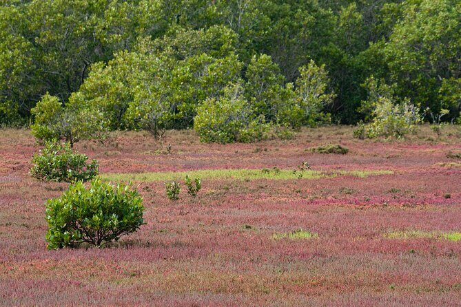 Kangaroos, mangroves and the ocean - Summary