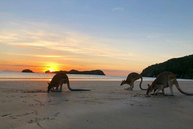 Kangaroos on the Beach Full-Day Private Tour Departing Mackay - An In-Depth Look at the Experience