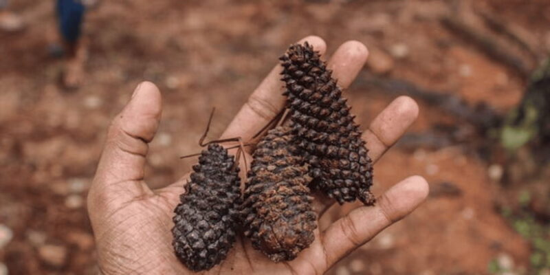 "Kanneliya Forest Discovery: Guided Nature Expedition" - An Honest Look at Sri Lanka’s Green Jewel