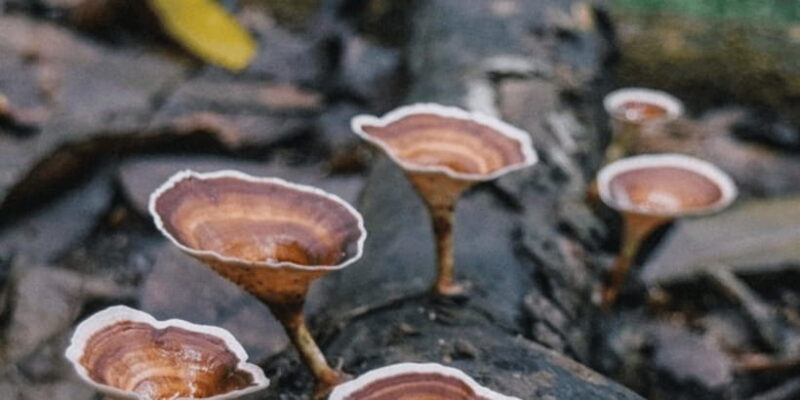 "Kanneliya Forest Discovery: Guided Nature Expedition" - FAQ