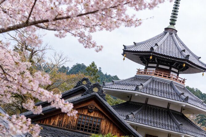 Kansai Hidden Cherry Blossom Gems Seasonal Exclusive Day Trip - Who Will Love This Tour?