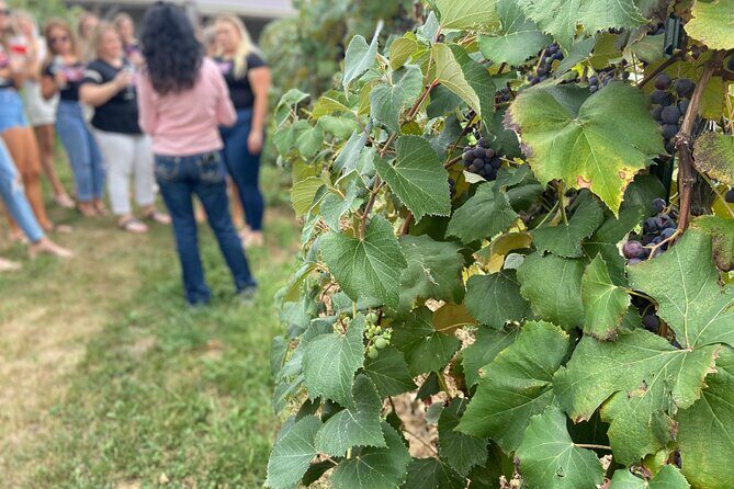 Kansas City Brewery, Winery, and Distillery Tour - The Sum Up