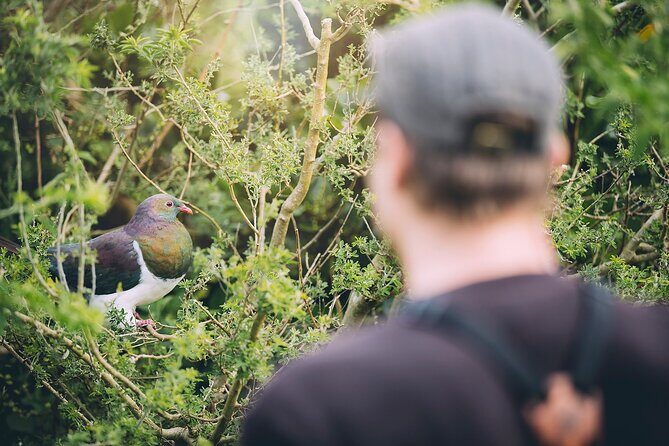 Kapiti Island Classic Guided Day Tour - Frequently Asked Questions