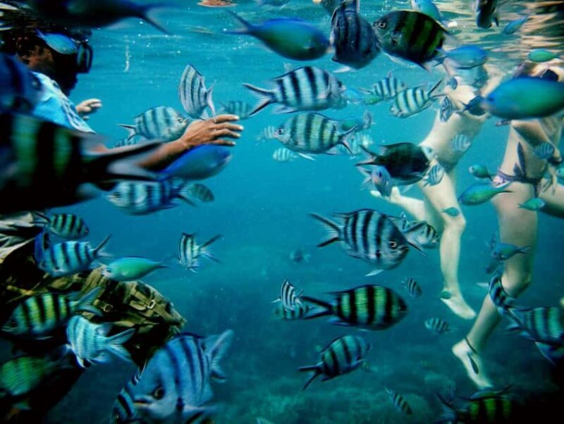 Karimunjawa Kayaking and Snorkeling - The Experience from the Travelers Perspective