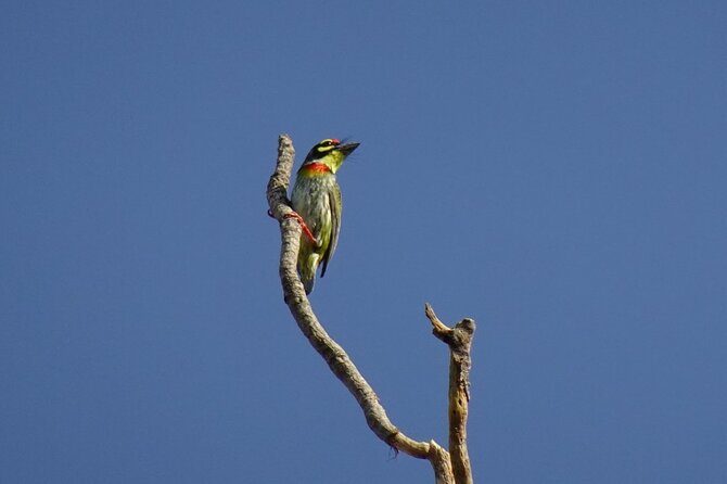 Karnala Bird Sanctuary Excursion From Mumbai - Final Thoughts: Is It Worth It?