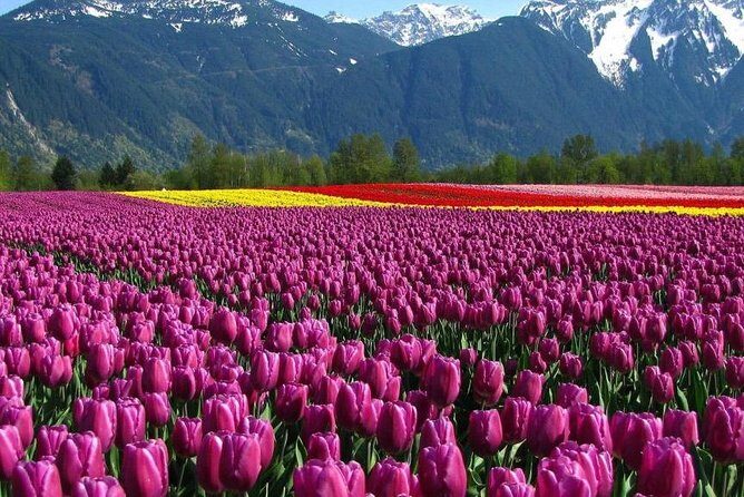 Kashmir Tulip Festival - Top Highlights of the Tour