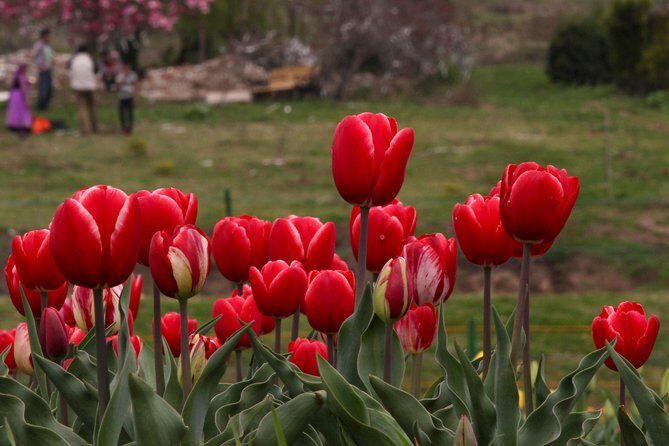 Kashmir Tulip Festival - FAQ