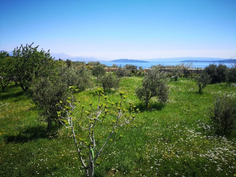 Kastela: Wine & Olive Tasting Tour w/Delicacies & Live Music - An In-Depth Look at the Kastela Tasting Experience
