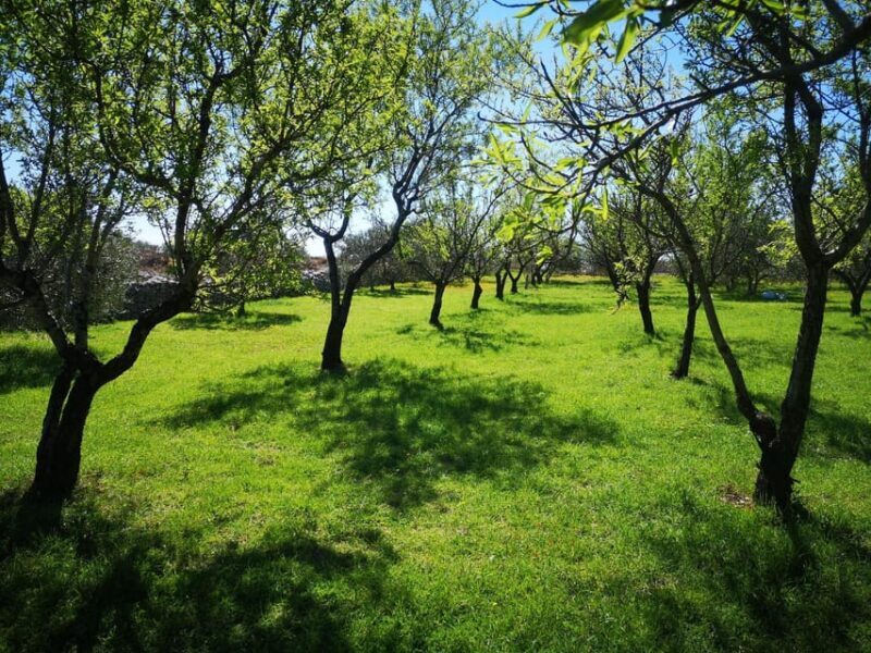 Kastela: Wine & Olive Tasting Tour w/Delicacies & Live Music - Practical Details That Matter