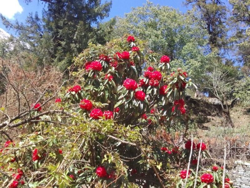 Kathmandu: 10-Day Adventurous Annapurna Circuit Trek - Meal and Food Experience