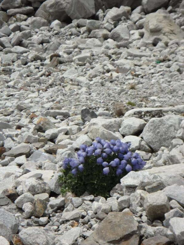 Kathmandu : 14 -Day Everest Base Camp with Kala Patthar Trek - Who Is This Tour Best For?