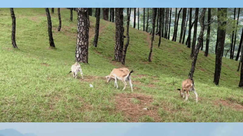 Kathmandu: 3-4 Hrs Hiking at Shivapuri National Park - The Sum Up: Who Should Consider This Tour?