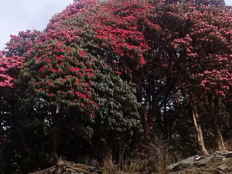 Kathmandu: 3 days Chispani Nagarkot Trek - FAQ