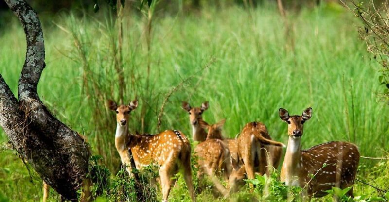 Kathmandu: 3 Days Luxury Chitwan Tour with flights - Key Points