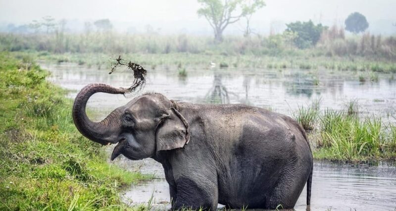 Kathmandu: 3 Days Luxury Chitwan Tour with flights - What Past Travelers Say