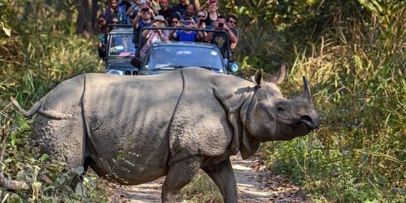 Kathmandu: 3 Days Luxury Chitwan Tour with flights - Who Is This Tour Best For?