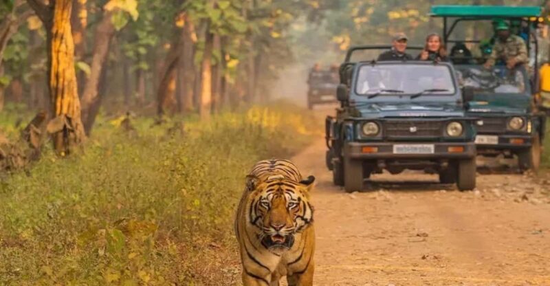 Kathmandu: 4-Day Private Chitwan National Park Safari Tour - Day 2: Jeep Safari and Elephant Breeding Center