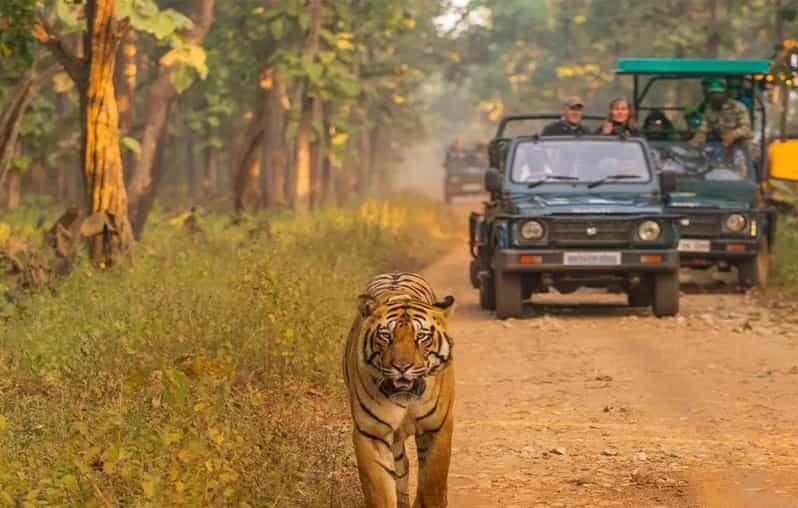 Kathmandu: 4-Day Private Chitwan National Park Safari Tour - Day 3: Jungle Walks or Cycling Adventure