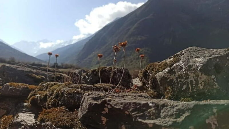 Kathmandu: 9-Day Langtang Gosaikunda Trek with Transfers - The Cost and What You Get