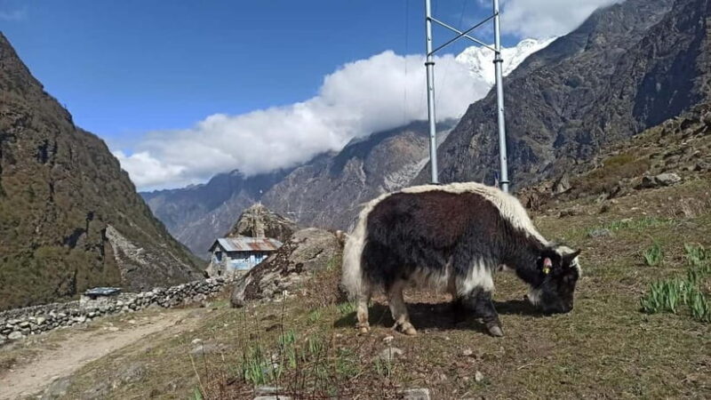 Kathmandu: 9-Day Langtang Gosaikunda Trek with Transfers - FAQs
