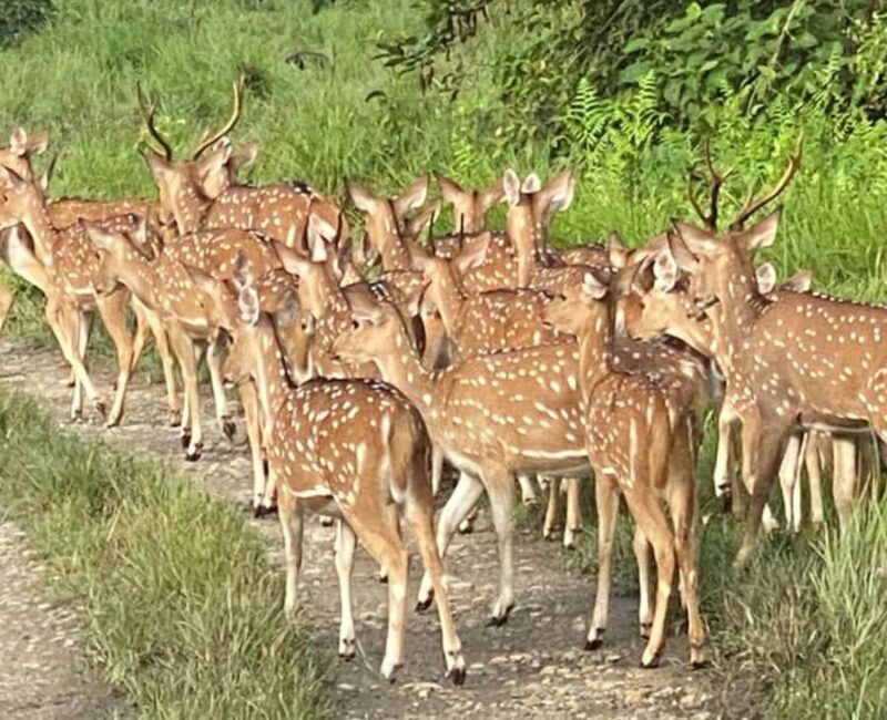 Kathmandu: 9-Day Nepal Golden Route Tour with Guide - Final Thoughts