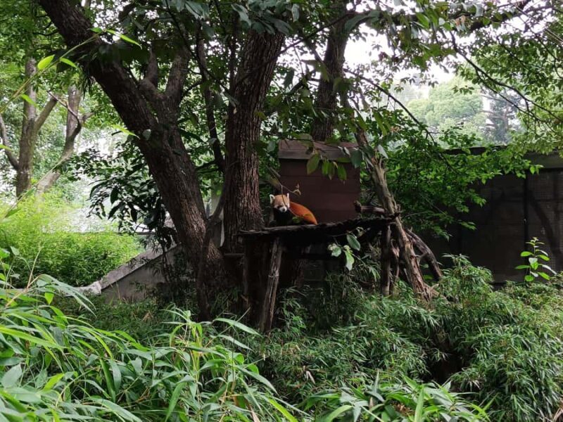 Kathmandu: Central Zoo Tour - Evaluating the Value and Experience