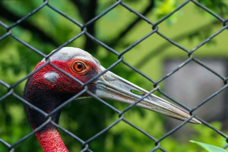 Kathmandu: Central Zoo Tour - FAQ