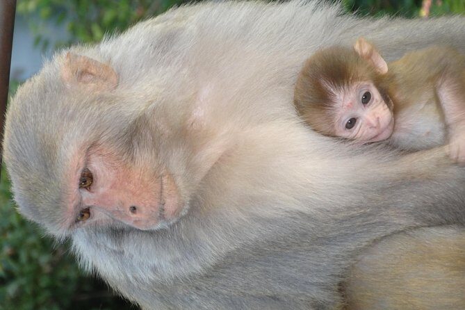 Kathmandu Day Tour - Who Will Love This Tour?