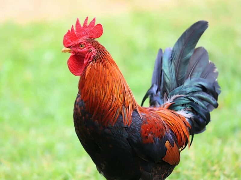 Kathmandu: Guided Local Chicken Dinner/lunch with 10+ items - FAQs