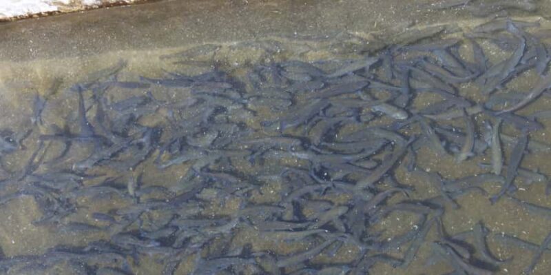 Kathmandu: Himalayan Viewpoint & Trout Fishing Tour - What Makes This Tour Special?