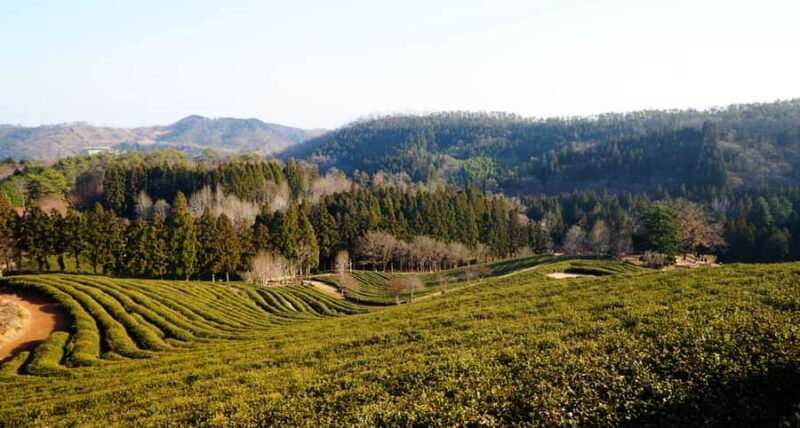 Kathmandu: Ilam Tea Garden & Sunrise 3-Day Tour - Transportation, Group Size, and Value