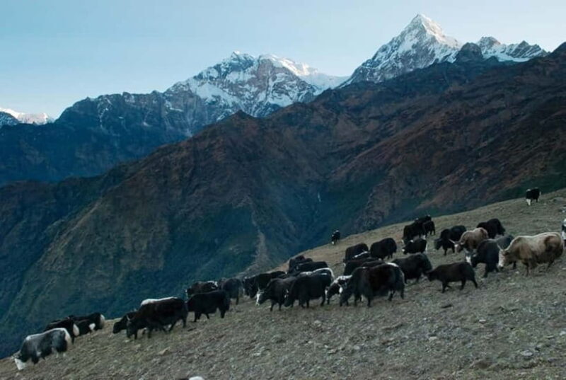 Kathmandu: Khopra Ridge Trek with Panoramic Views - An Introduction to the Khopra Ridge Trek Experience